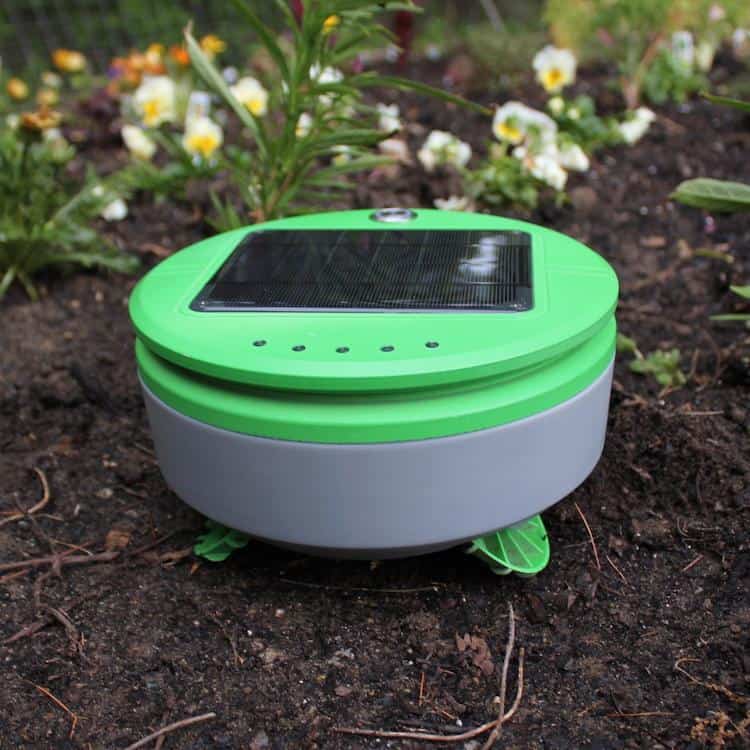 Tertill Weeding Robot – Review Of The Gardening Robot - Robot Chores