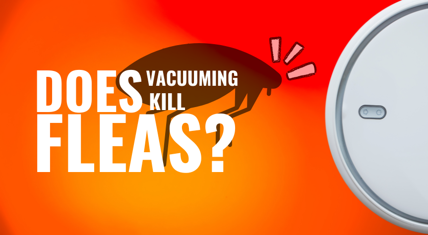 Does Vacuuming Kill Fleas? - Robot Chores